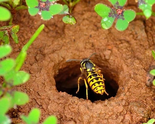 Wasps & Bees | Armageddon Pest Control Canberra Can Help